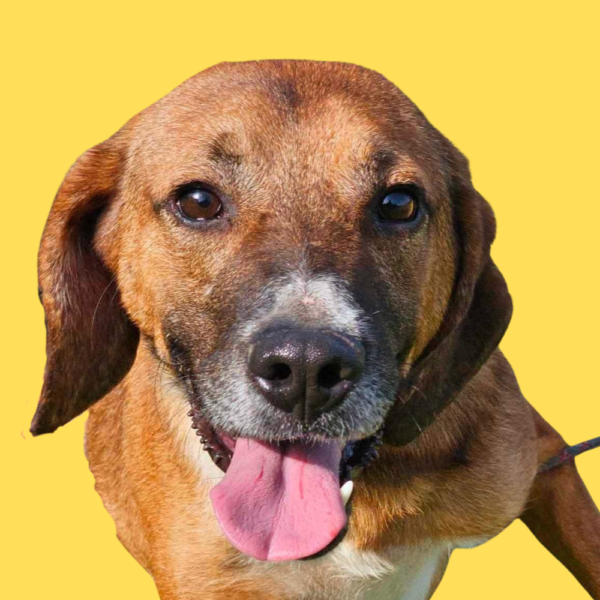Pina - Amos Pet